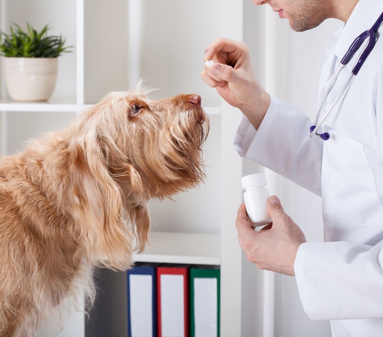 About A-1 Vet Care - Veterinary Clinic in Coshocton, OH 43812